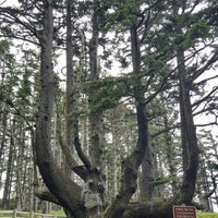 Octopus Tree - Cape Meares Lighthouse Dr