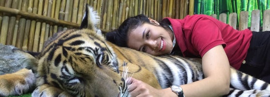 Tiger Kingdom (คุ้มเสือ) - 67 tips from 3991 visitors