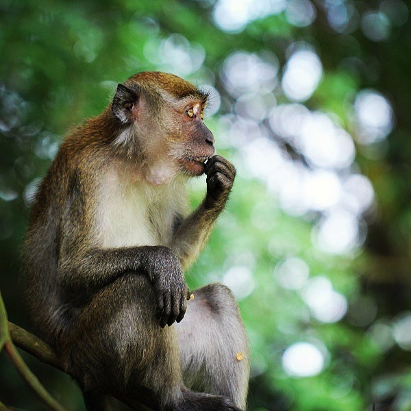 Bukit Timah Nature Reserve - Nature Preserve in Bukit Panjang