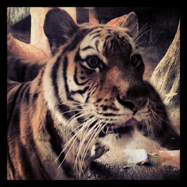 Big Cat Country - Zoo in Zoo