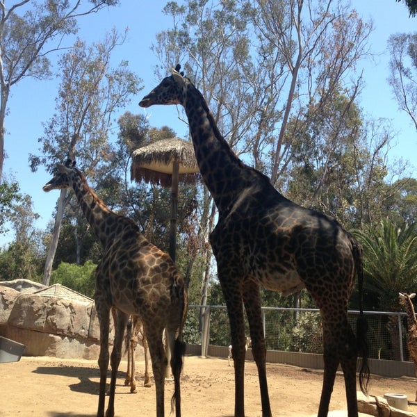 Giraffe Exhibit - Zoo in Balboa Park