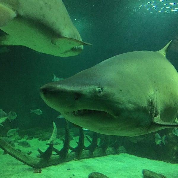 Dingle Oceanworld Aquarium - Aquarium in Dingle