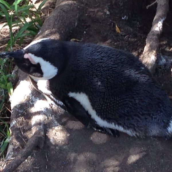 Boulders Beach Penguin Colony - Simons Town