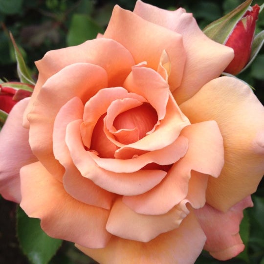 The Rose Kennedy Greenway - Waterfront - Boston, MA